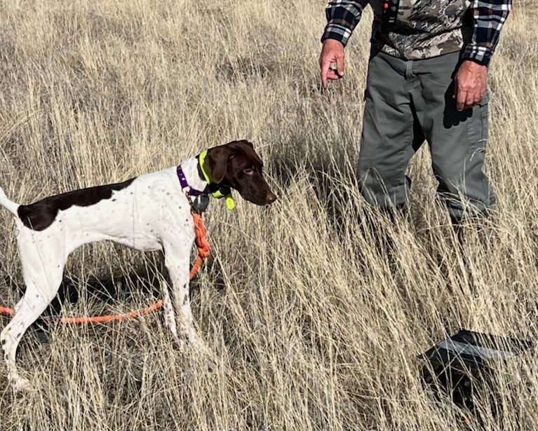 Services – AZ Pointing Dog