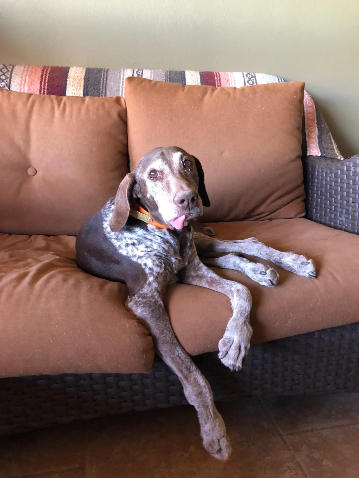 Silly Willie – AZ Pointing Dog