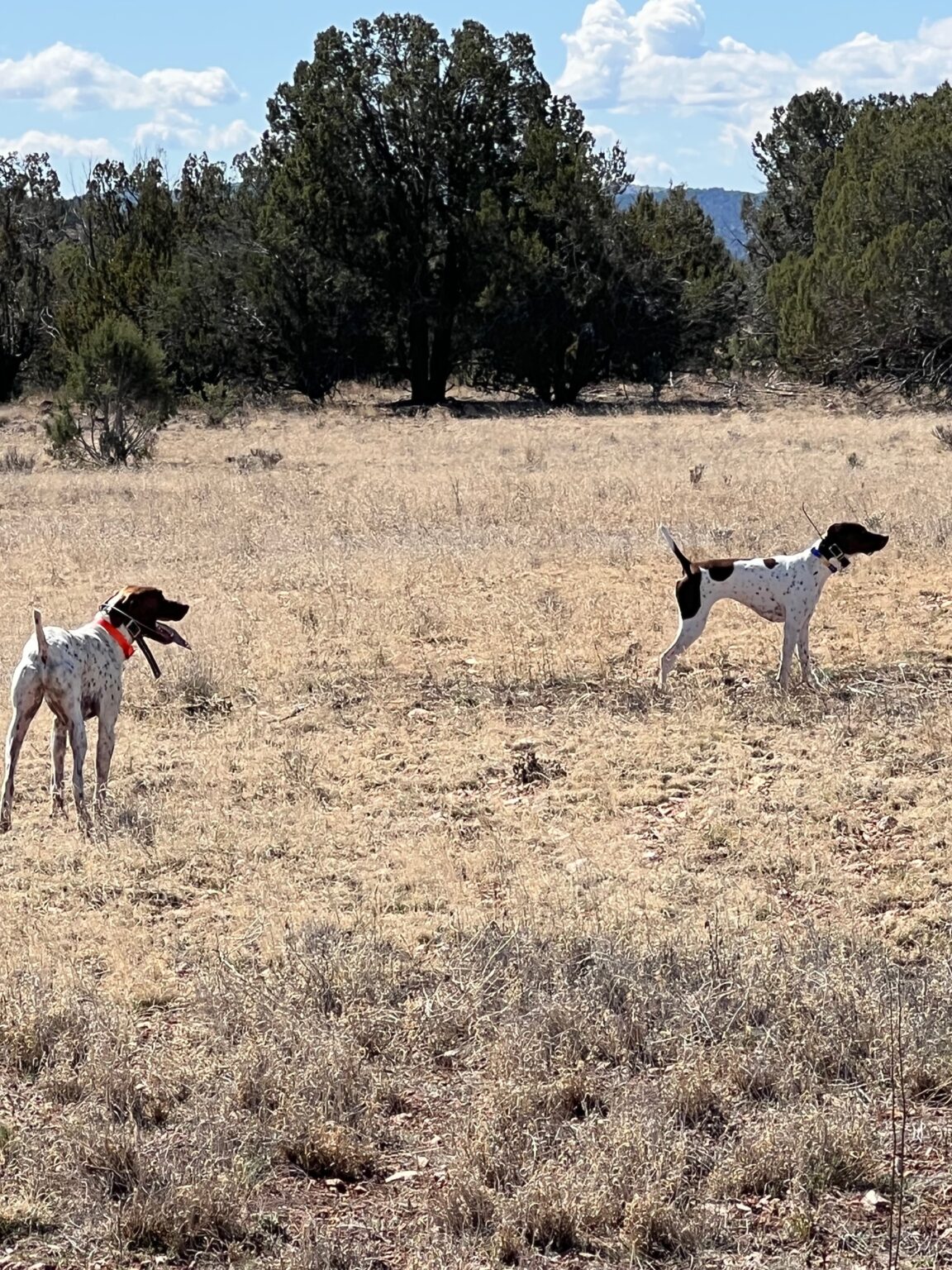 Stealing Dances – AZ Pointing Dog
